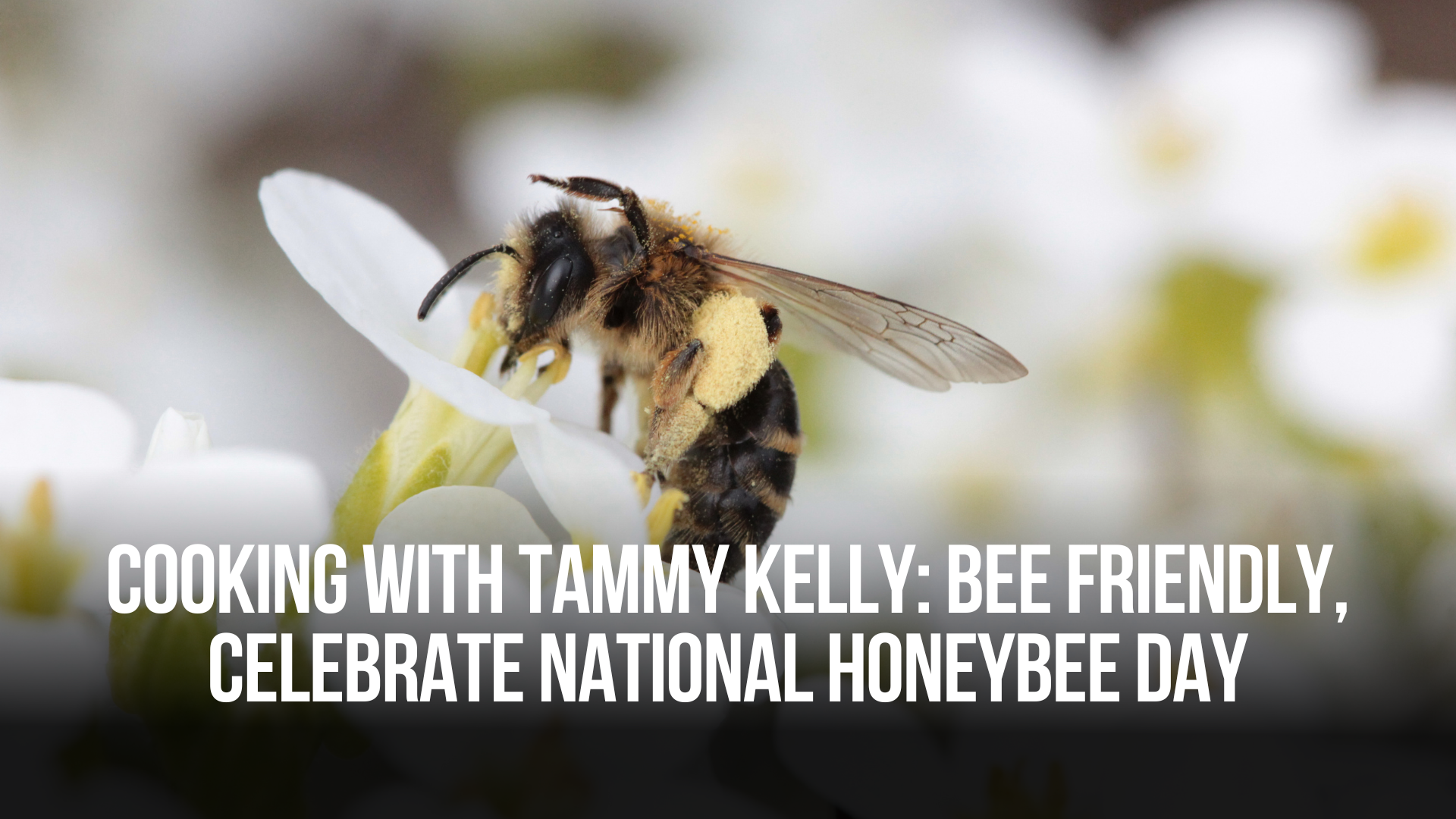 Cooking with Tammy Kelly: Bee Friendly, Celebrate National Honeybee Day ...