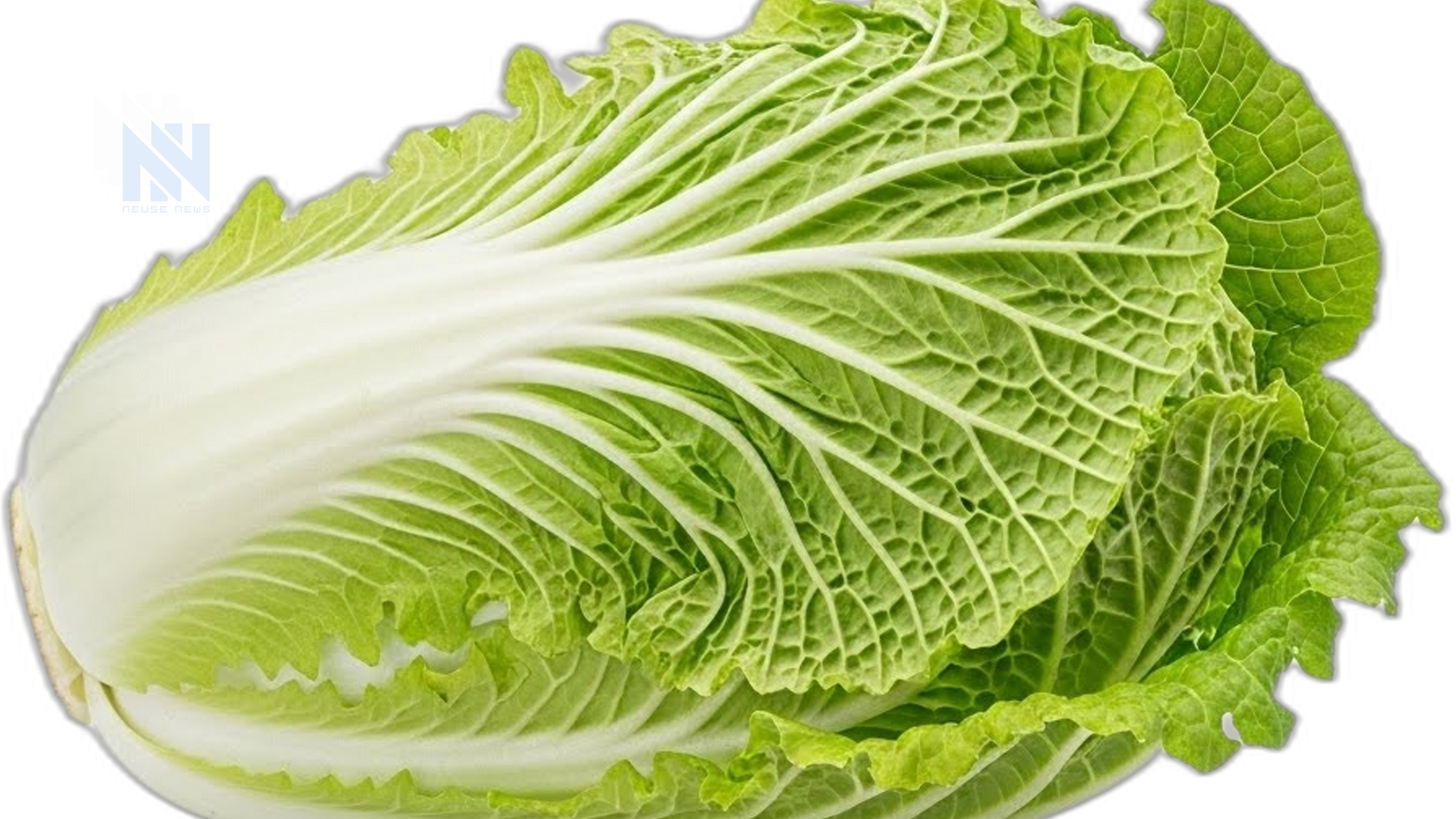Cooking with Tammy Kelly: Napa Cabbage or Chinese Cabbage — Neuse News