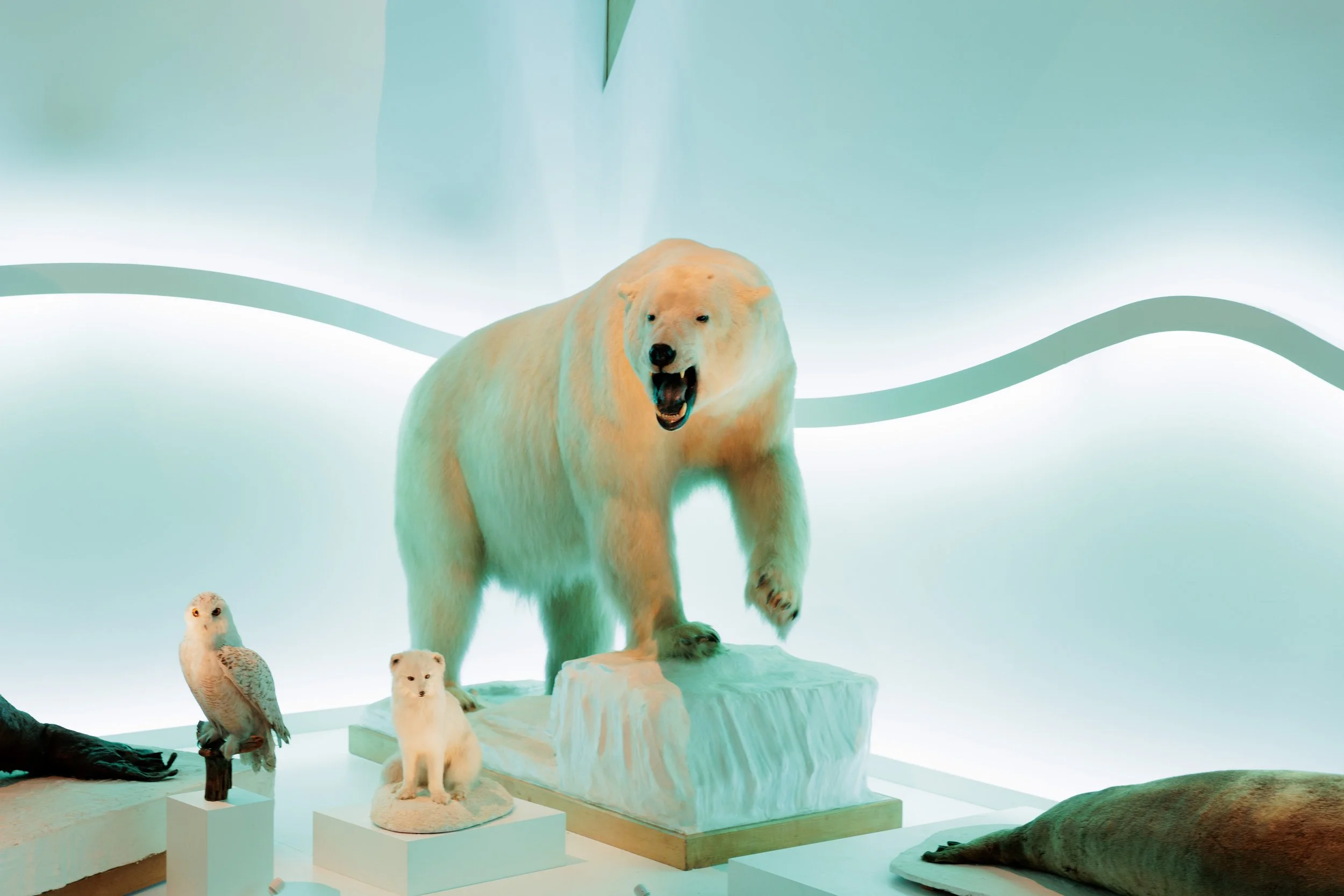 Peary-MacMillan Arctic Museum | Optimum Commercial Construction New England