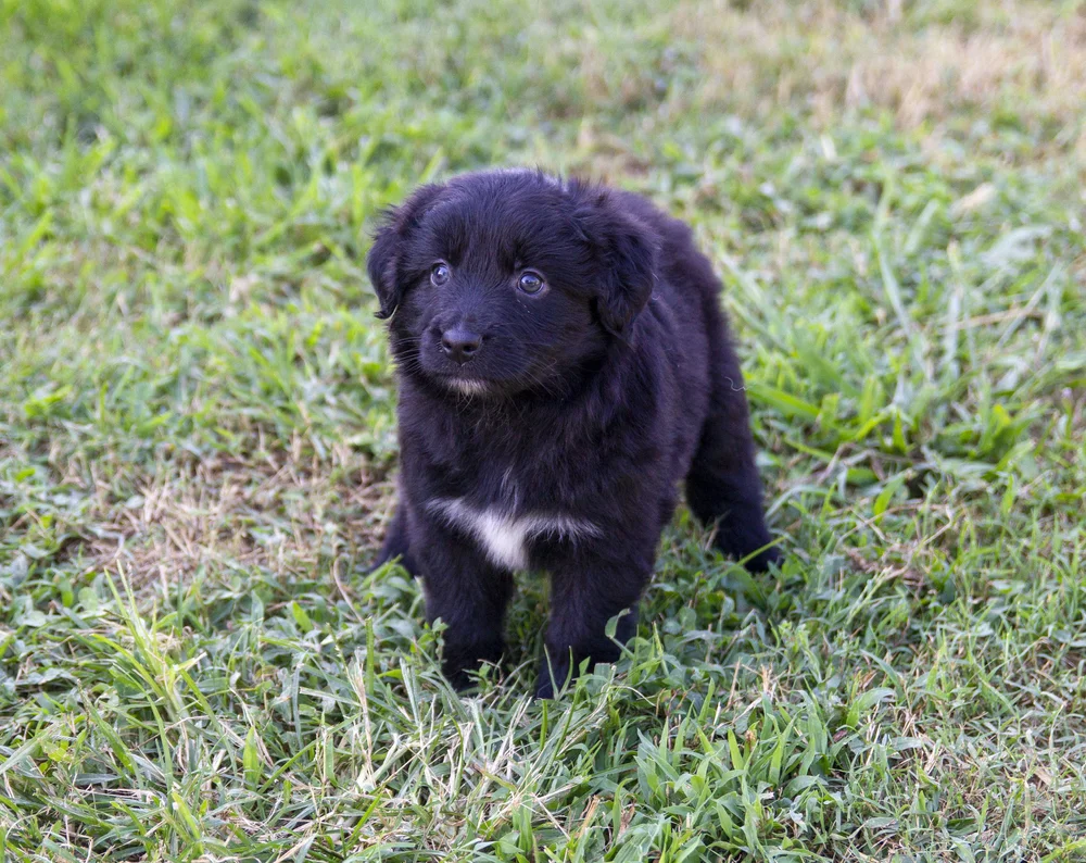 Can Australian Shepherd Be Black