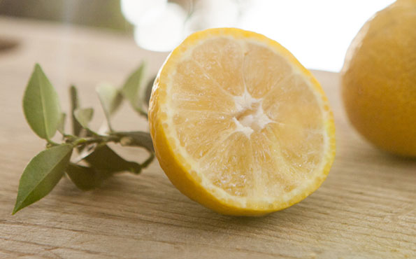 Buy citrus trees — Citrus Men