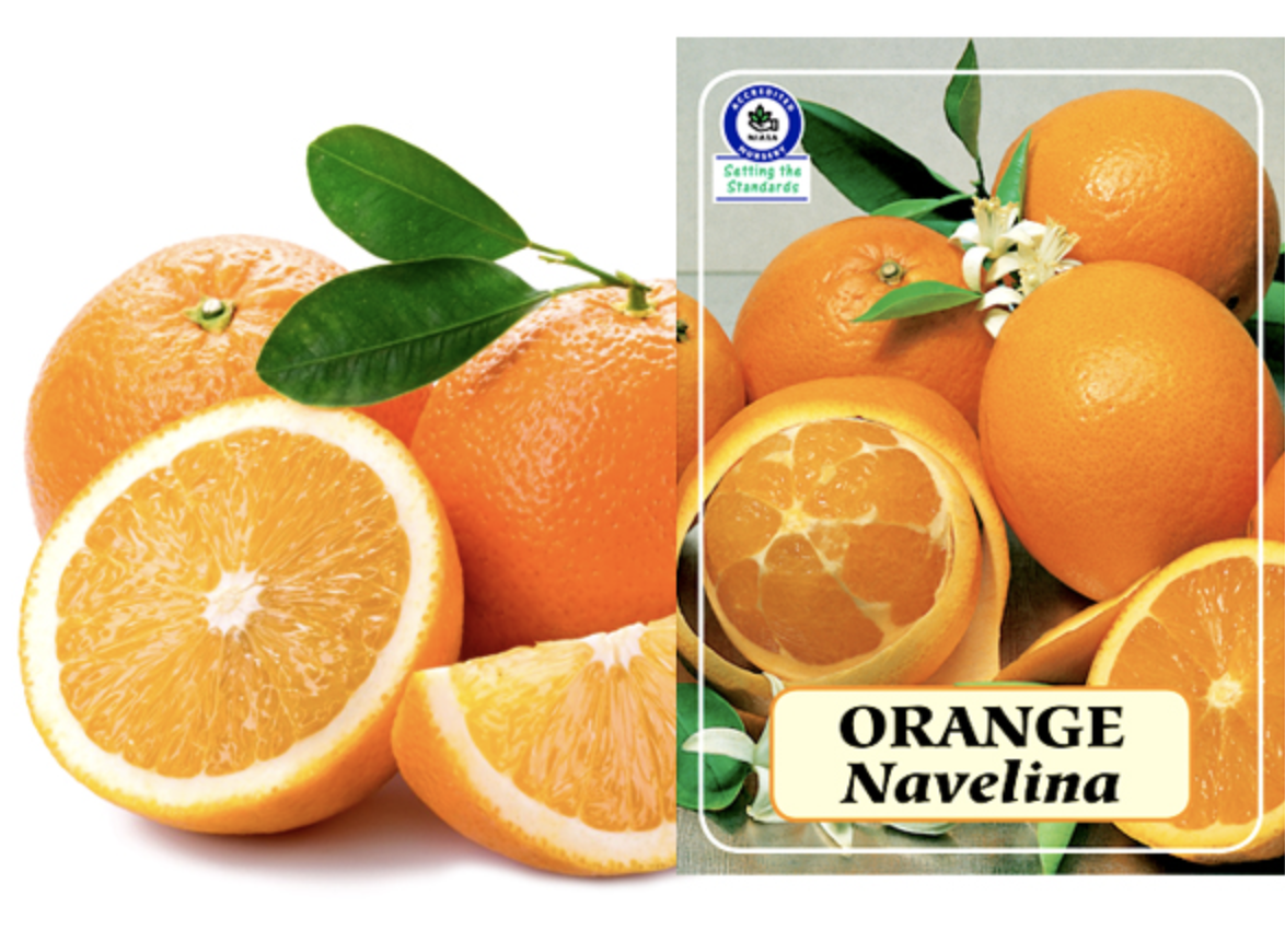 Buy citrus trees — Citrus Men