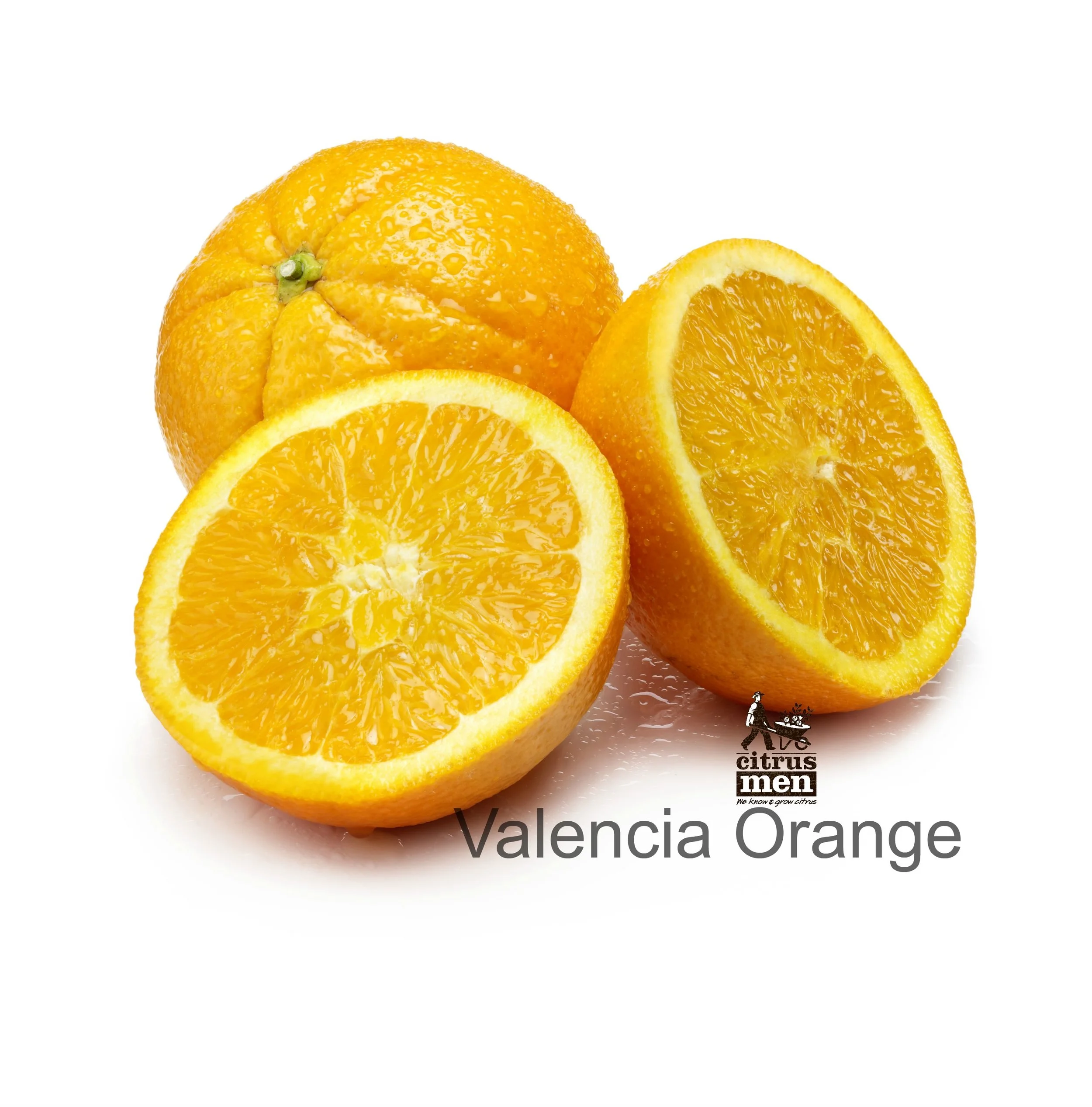 Buy citrus trees — Citrus Men