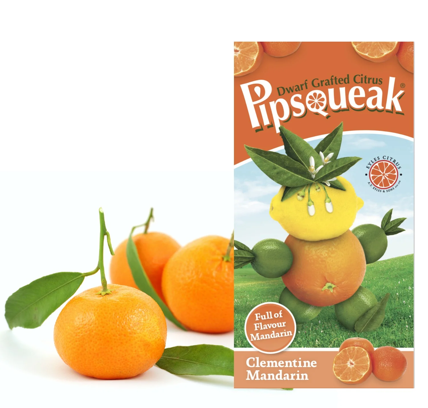 Buy citrus trees — Citrus Men