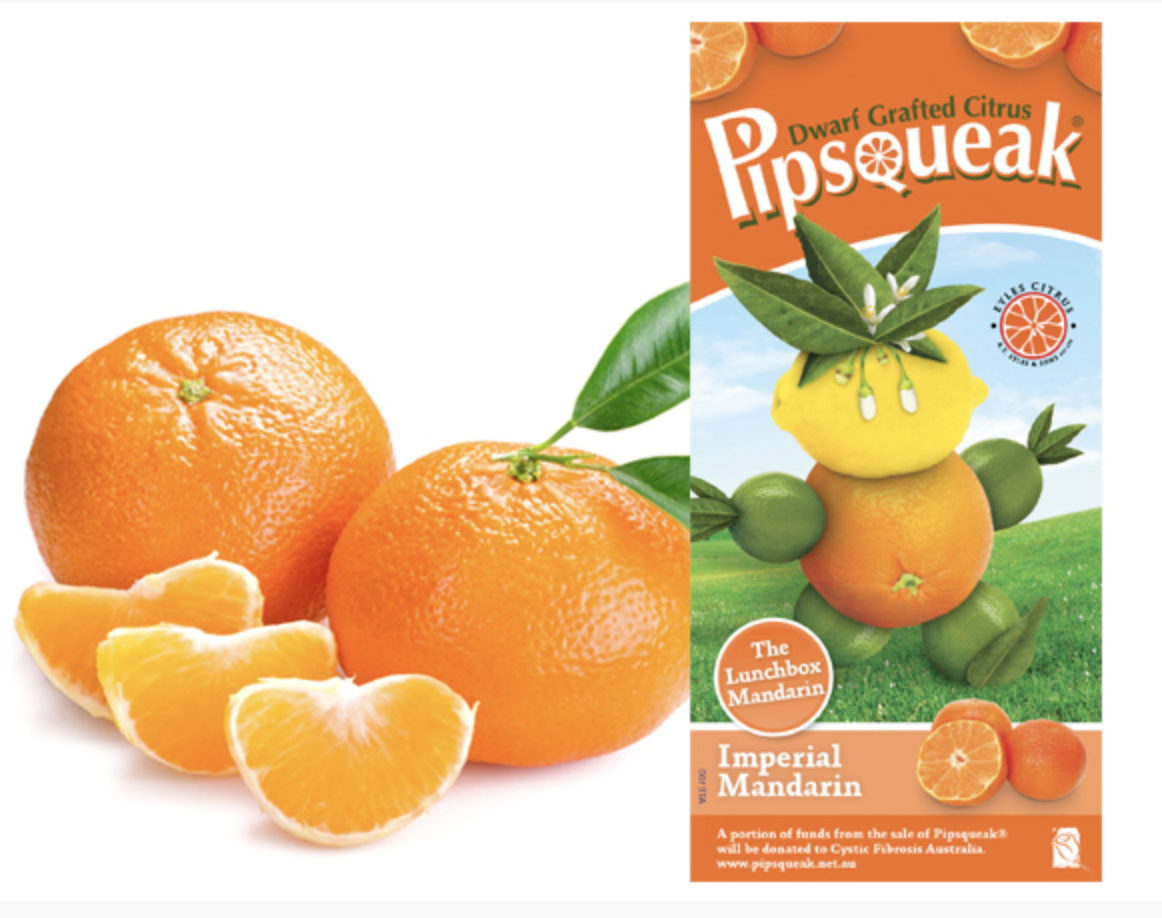 Buy citrus trees — Citrus Men