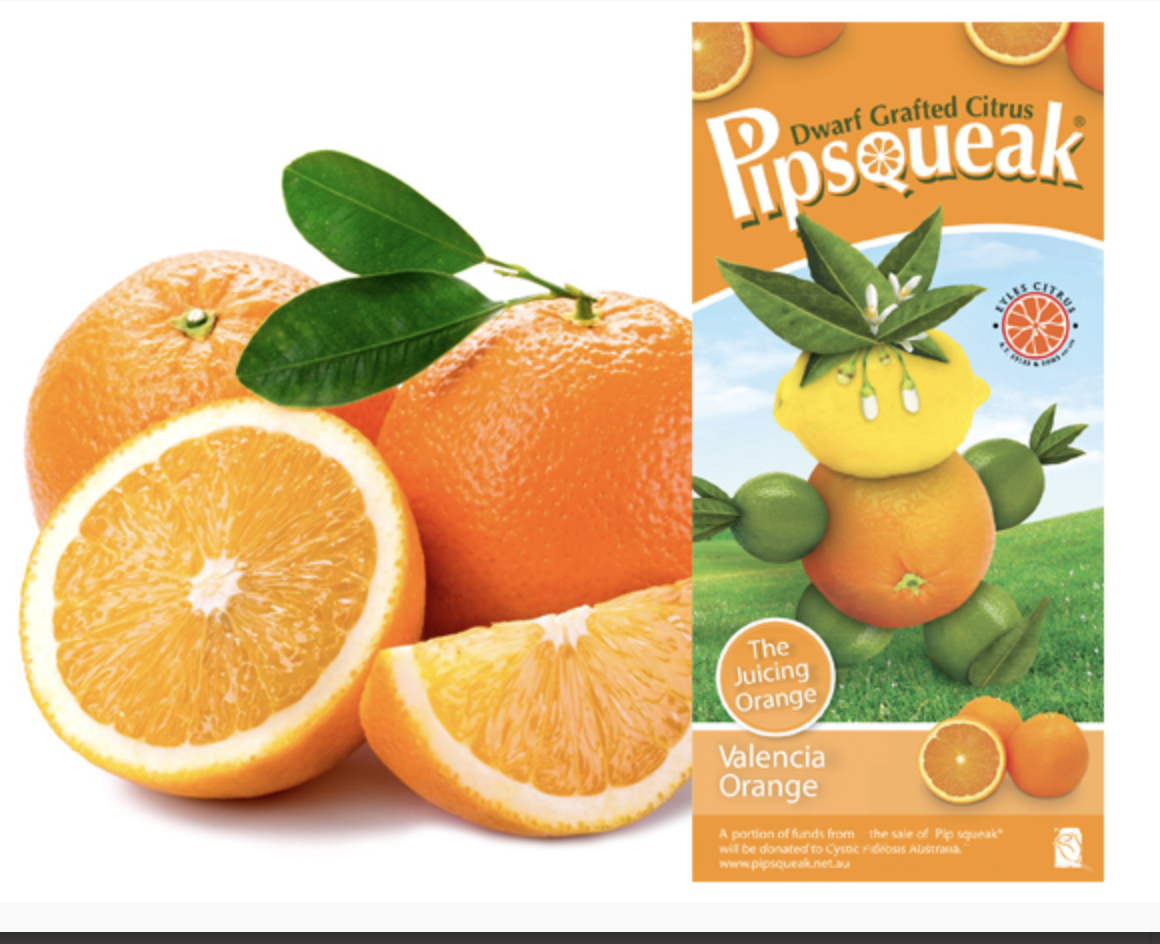 Dwarf Valencia Orange Tree