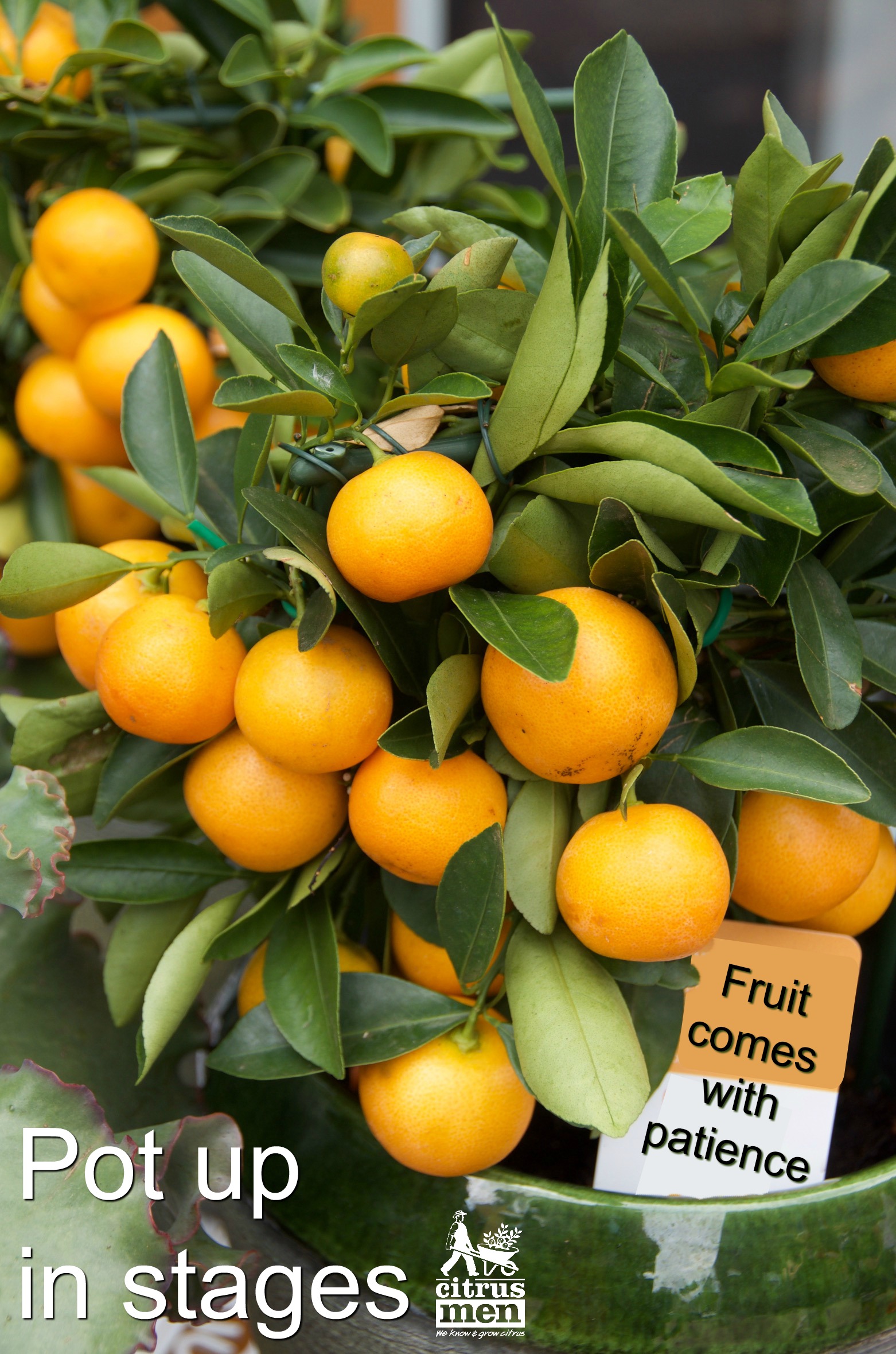 The Citrus Men Blog — Citrus Men