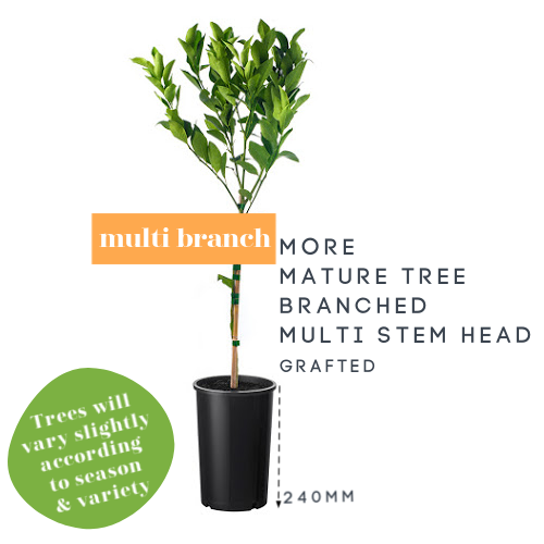 Buy citrus trees — Citrus Men