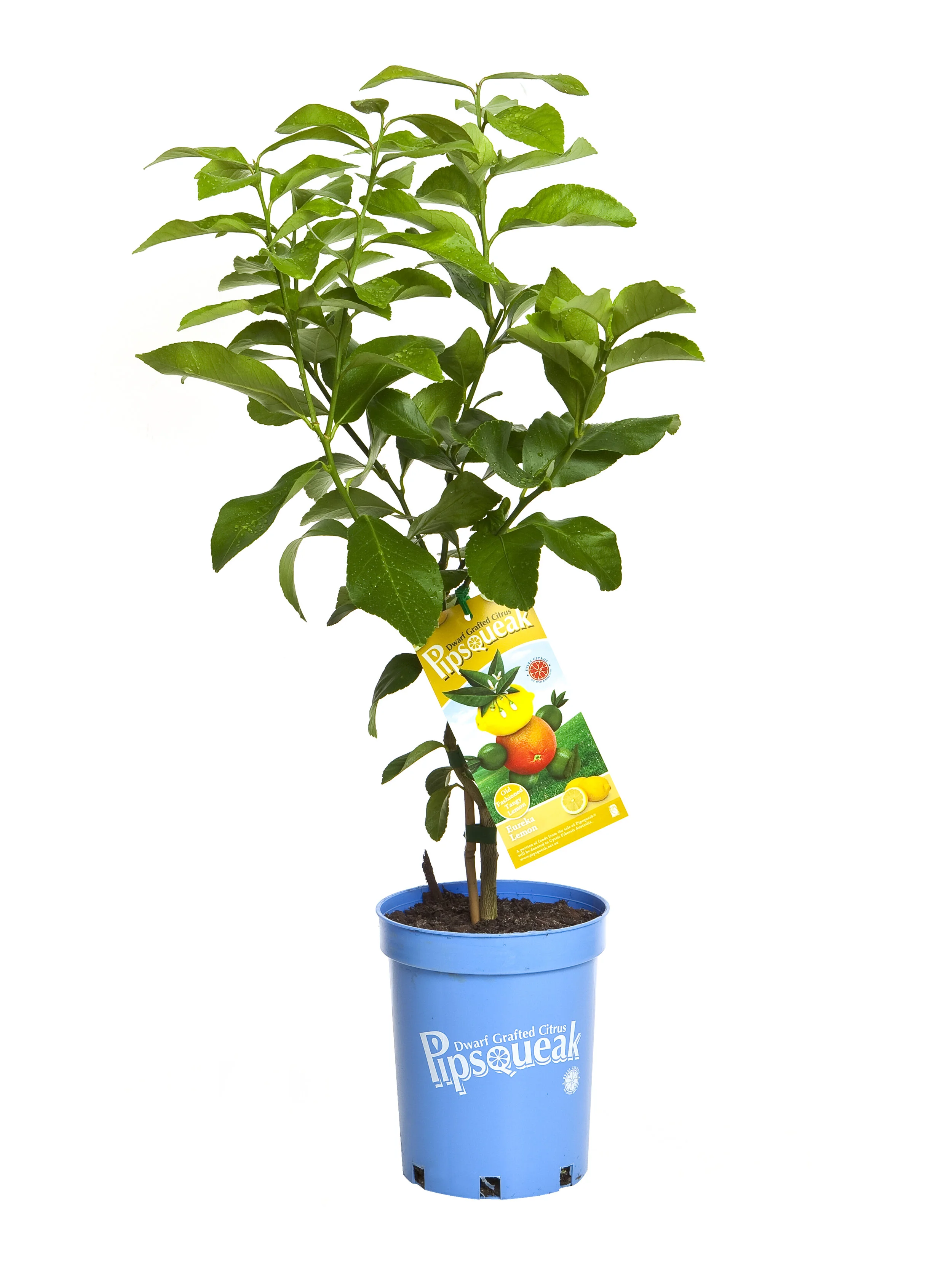 Buy citrus trees — Citrus Men