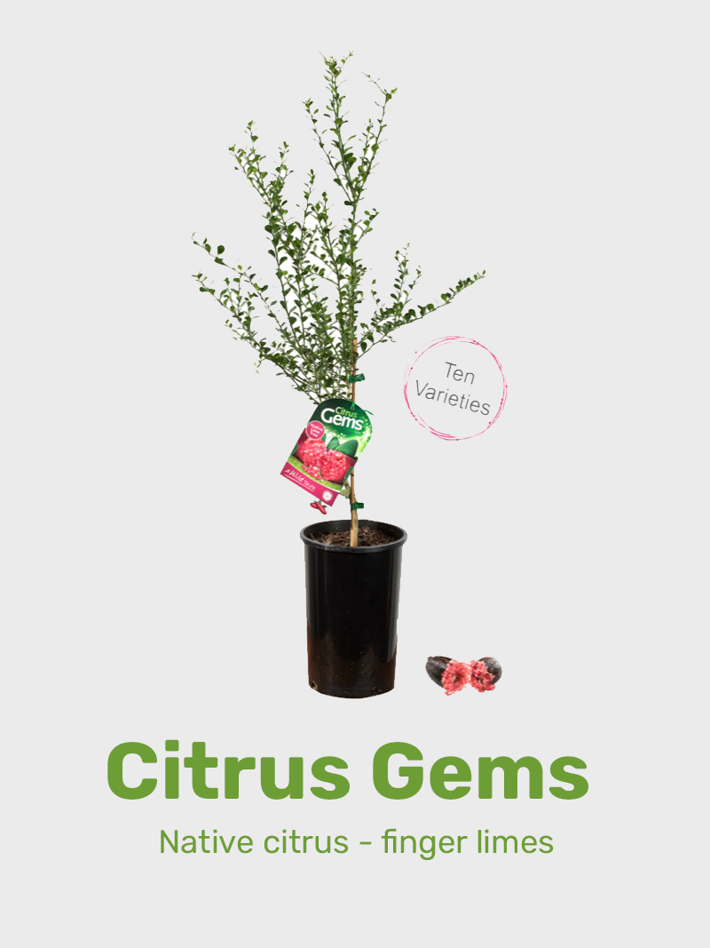 New home — Citrus Men