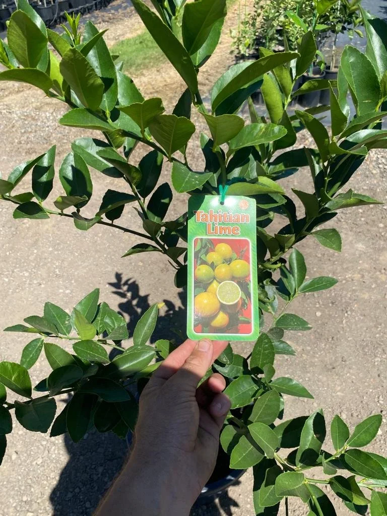 ADVANCED CITRUS TREES — Citrus Men