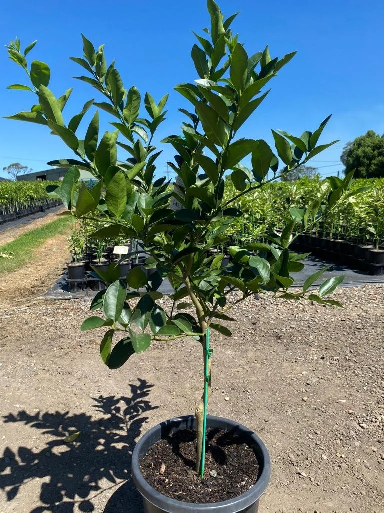 ADVANCED CITRUS TREES — Citrus Men