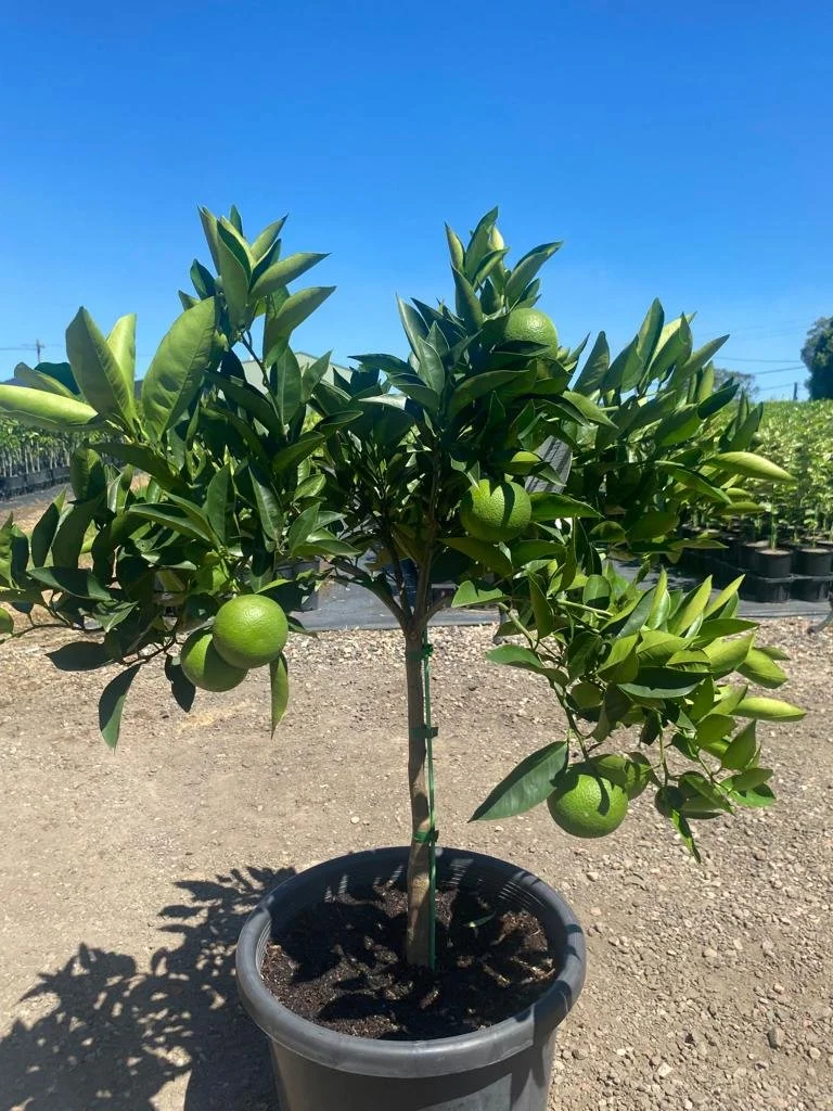 ADVANCED CITRUS TREES — Citrus Men