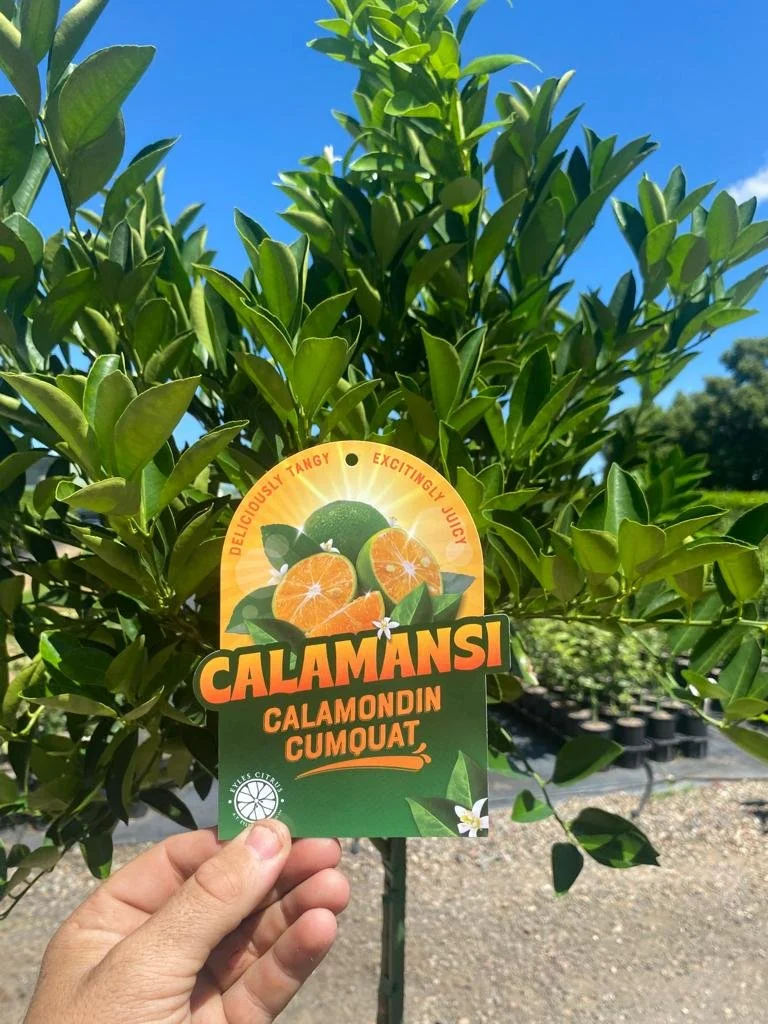 ADVANCED CITRUS TREES — Citrus Men