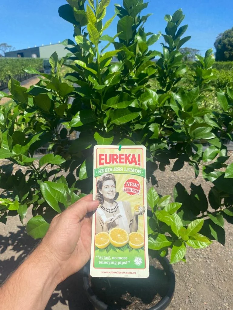 ADVANCED CITRUS TREES — Citrus Men