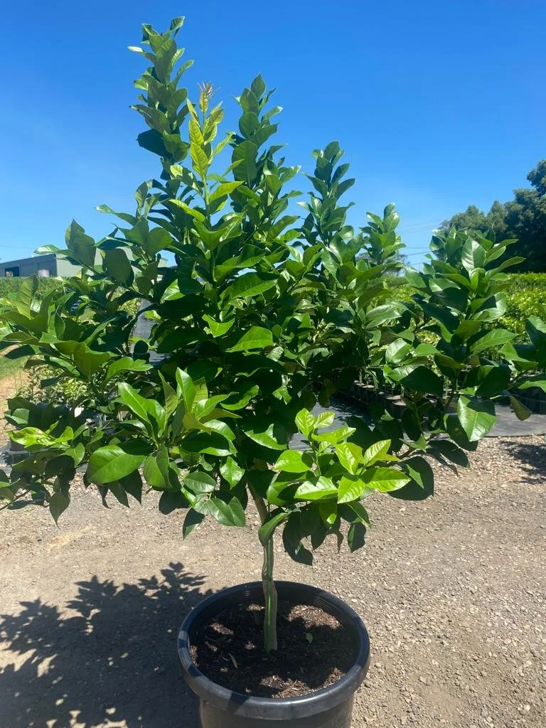 ADVANCED CITRUS TREES — Citrus Men