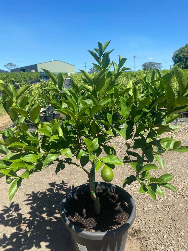 ADVANCED CITRUS TREES — Citrus Men