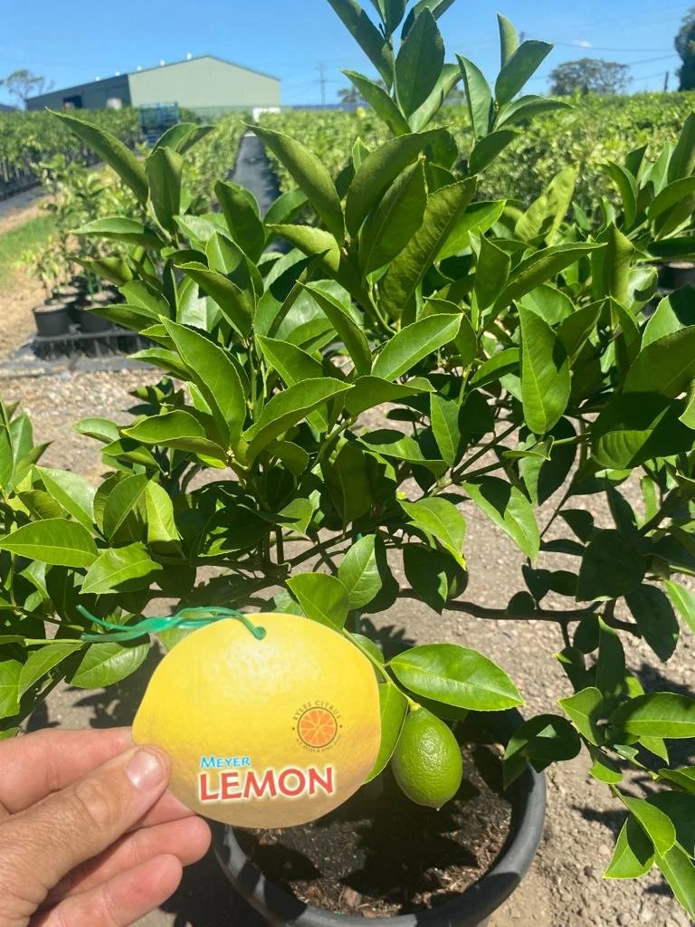 ADVANCED CITRUS TREES — Citrus Men