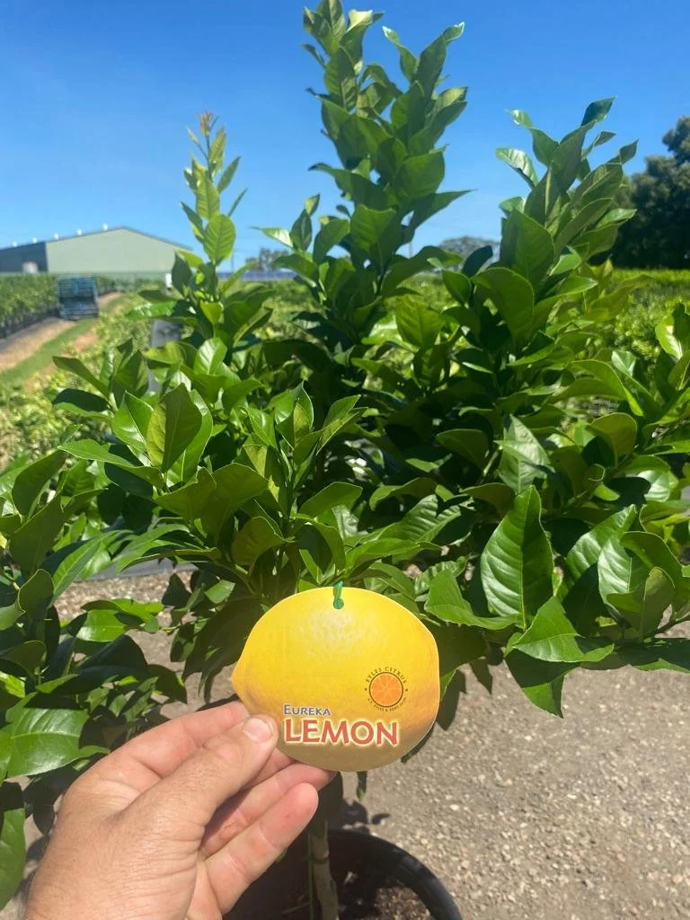 ADVANCED CITRUS TREES — Citrus Men