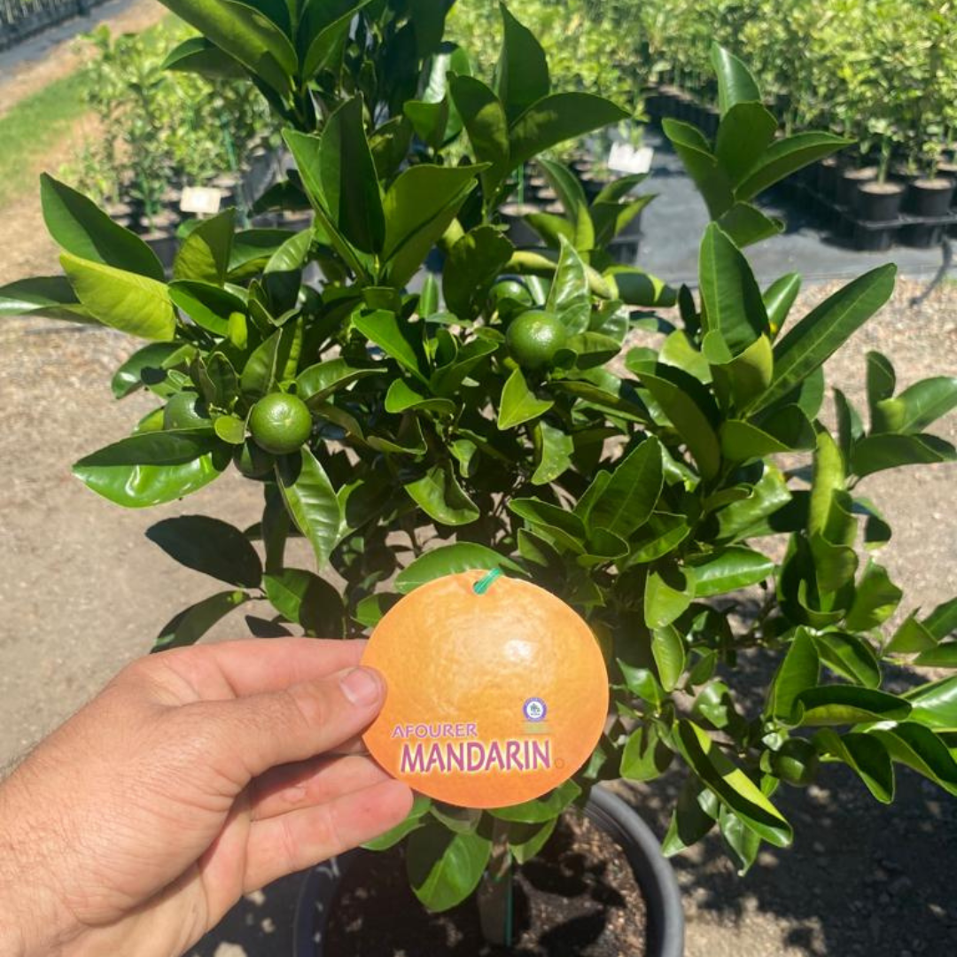 ADVANCED CITRUS TREES — Citrus Men