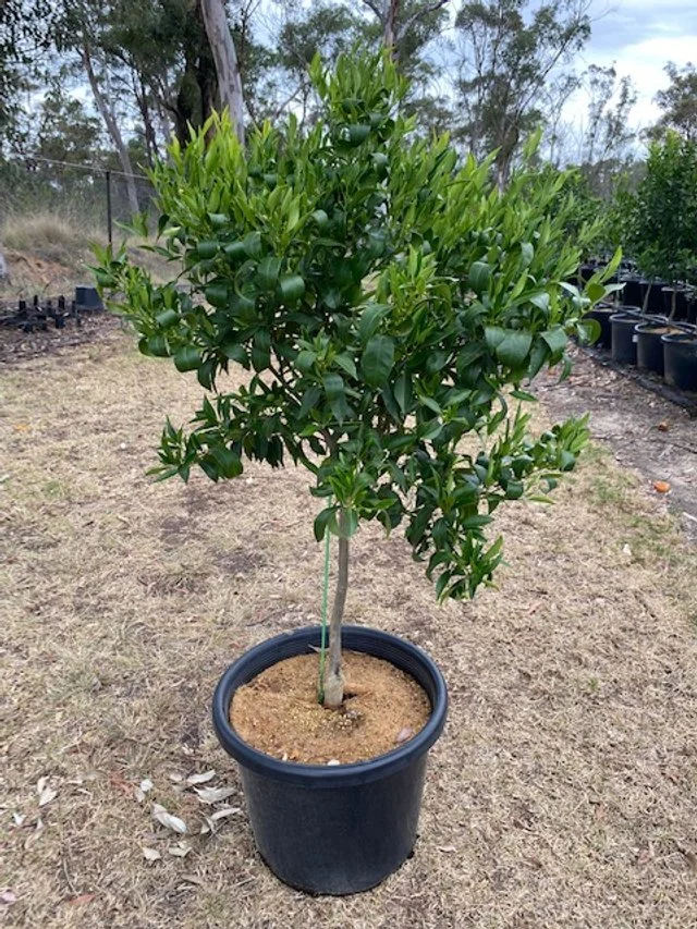 ADVANCED CITRUS TREES — Citrus Men
