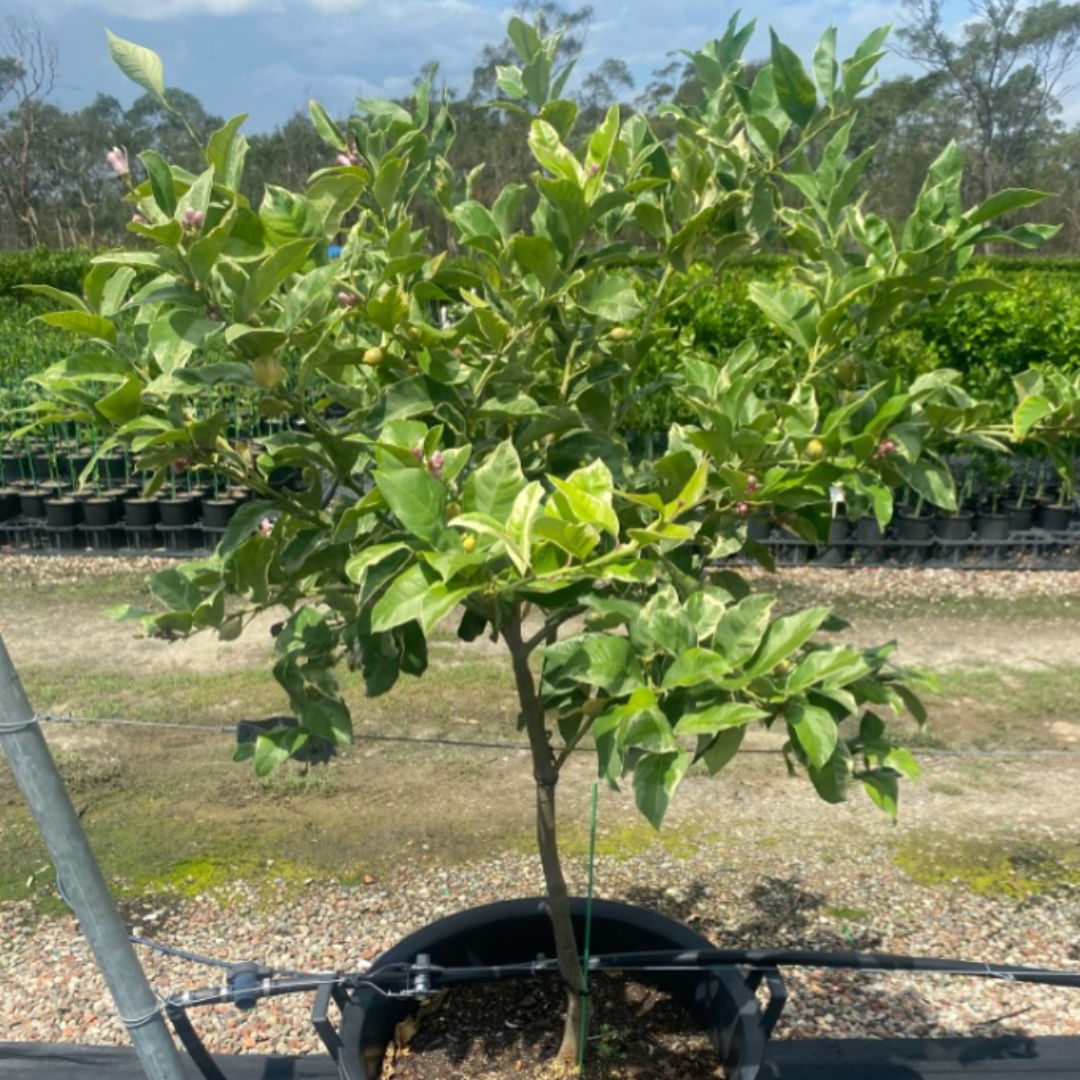 ADVANCED CITRUS TREES — Citrus Men