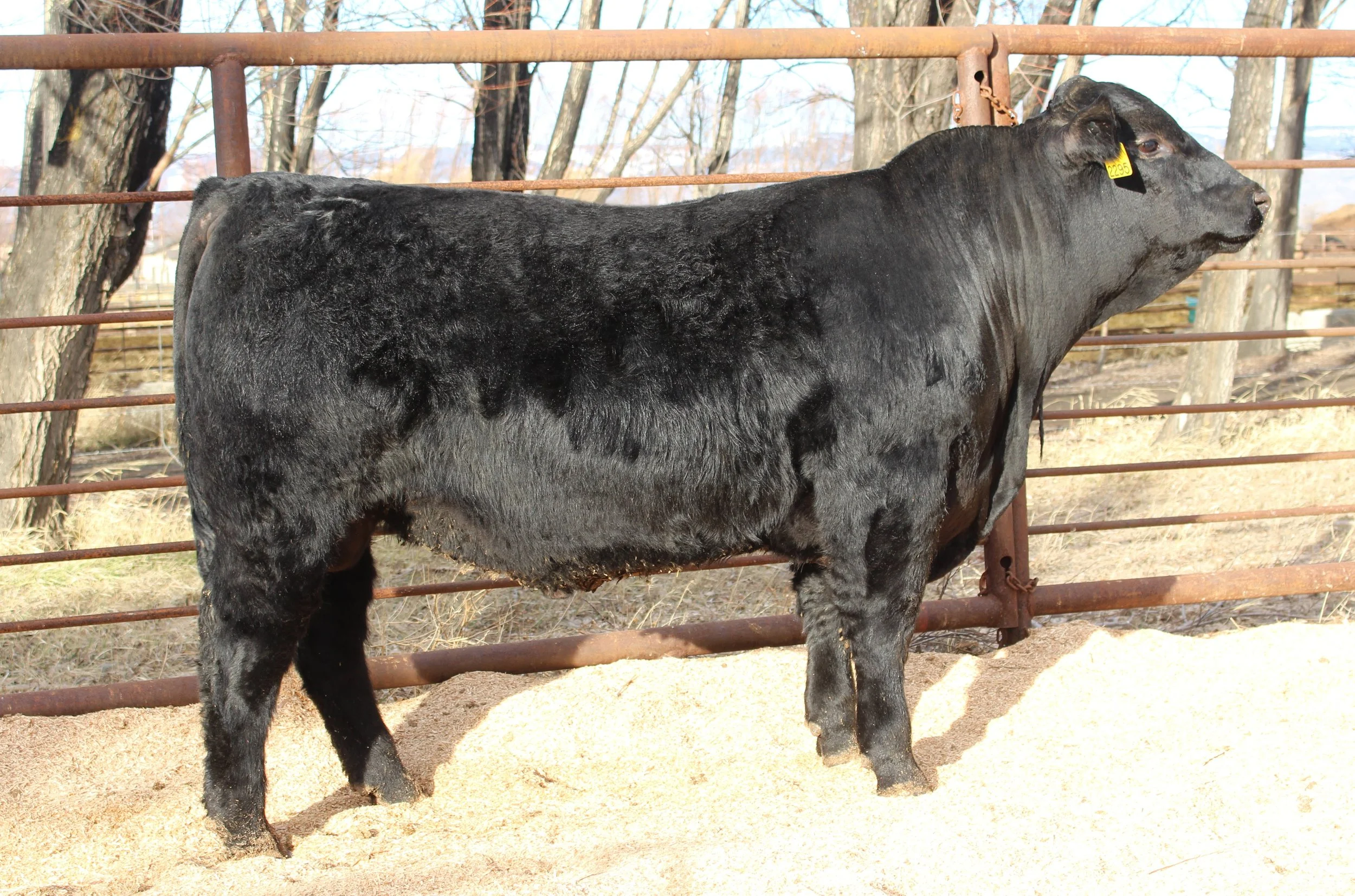 Annual Bull Sale — Trinity Farms