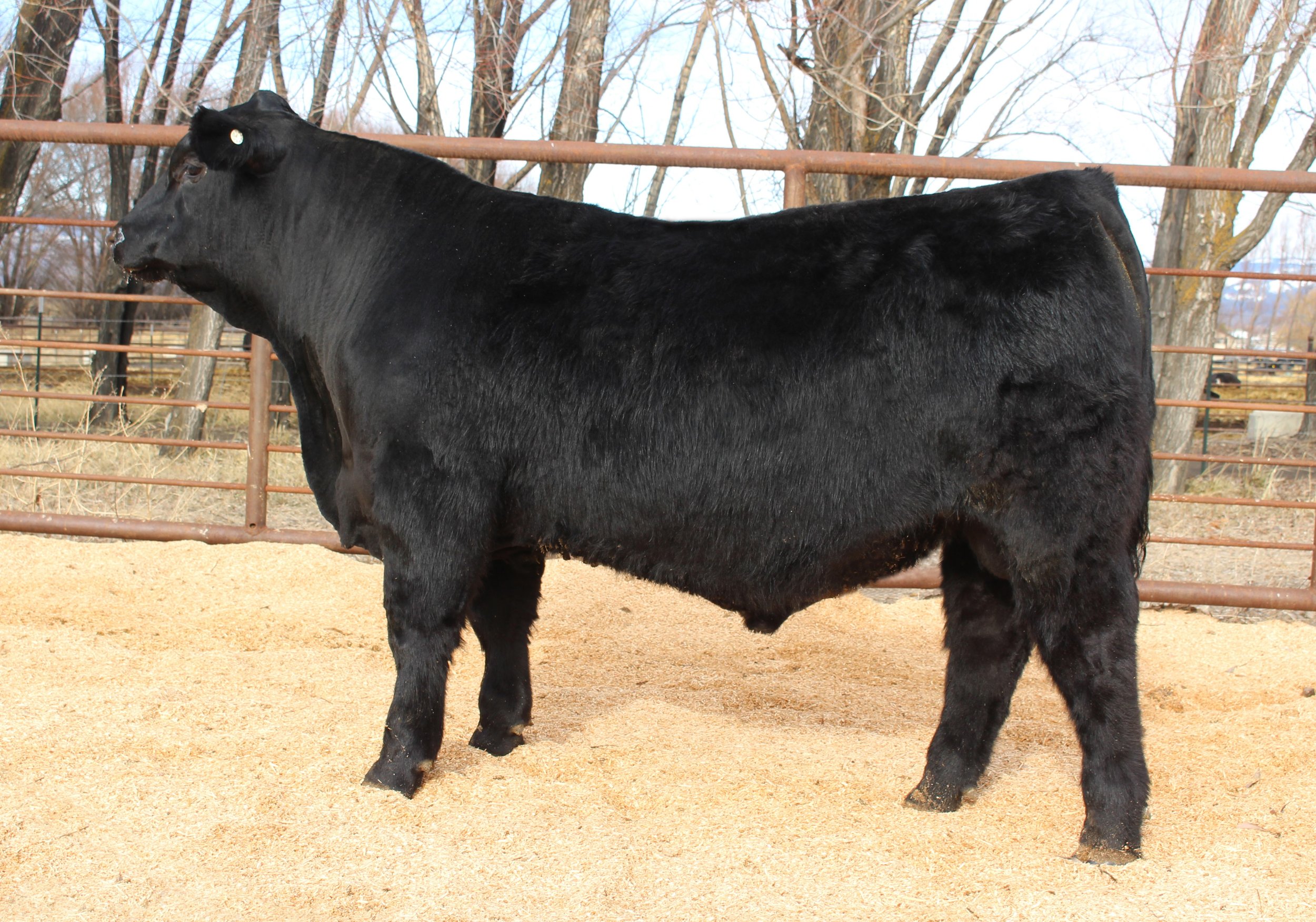Annual Bull Sale — Trinity Farms