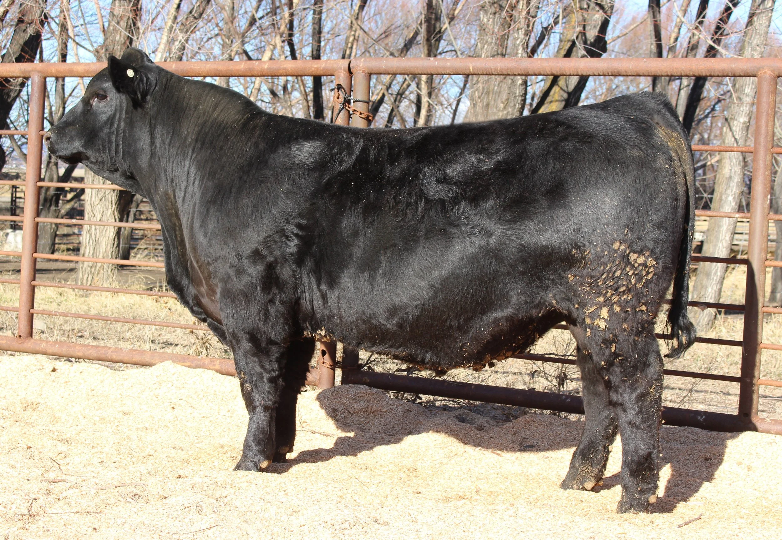 Annual Bull Sale — Trinity Farms
