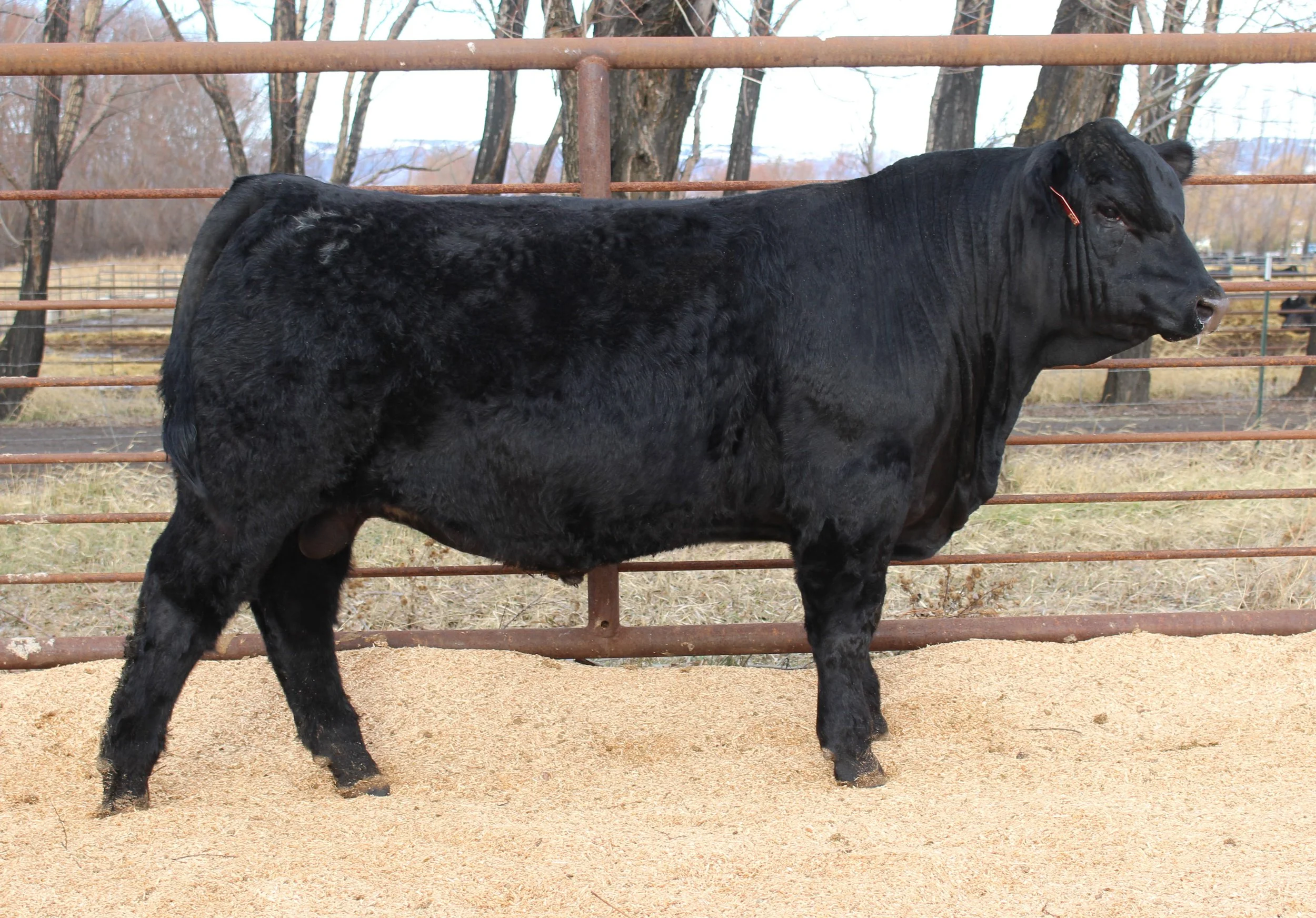 Annual Bull Sale — Trinity Farms