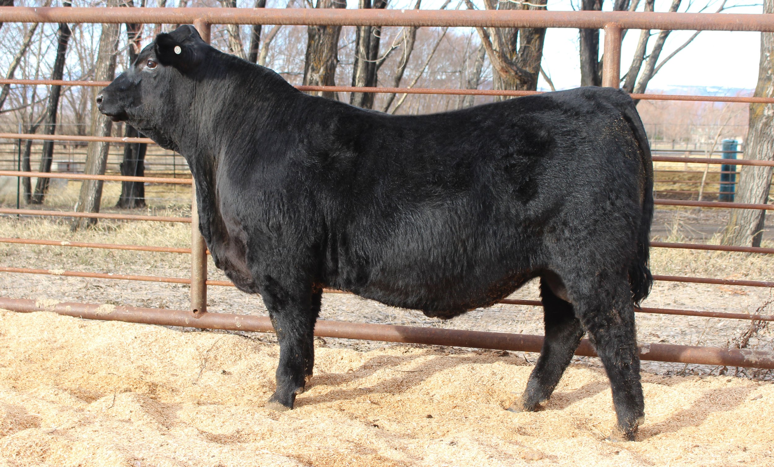 Annual Bull Sale — Trinity Farms