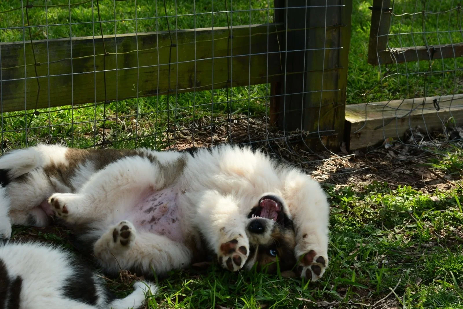 Karakachan Guardian Livestock Dogs and puppies. Bulgarian LGD for sheep ...