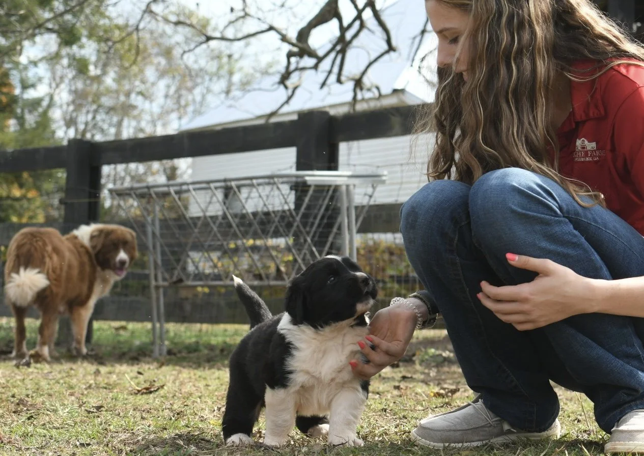 Karakachan Guardian Livestock Dogs and puppies. Bulgarian LGD for sheep ...