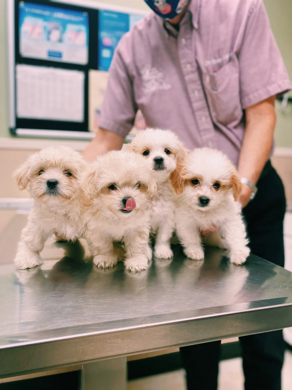 How Can I Get A Healthy Puppy