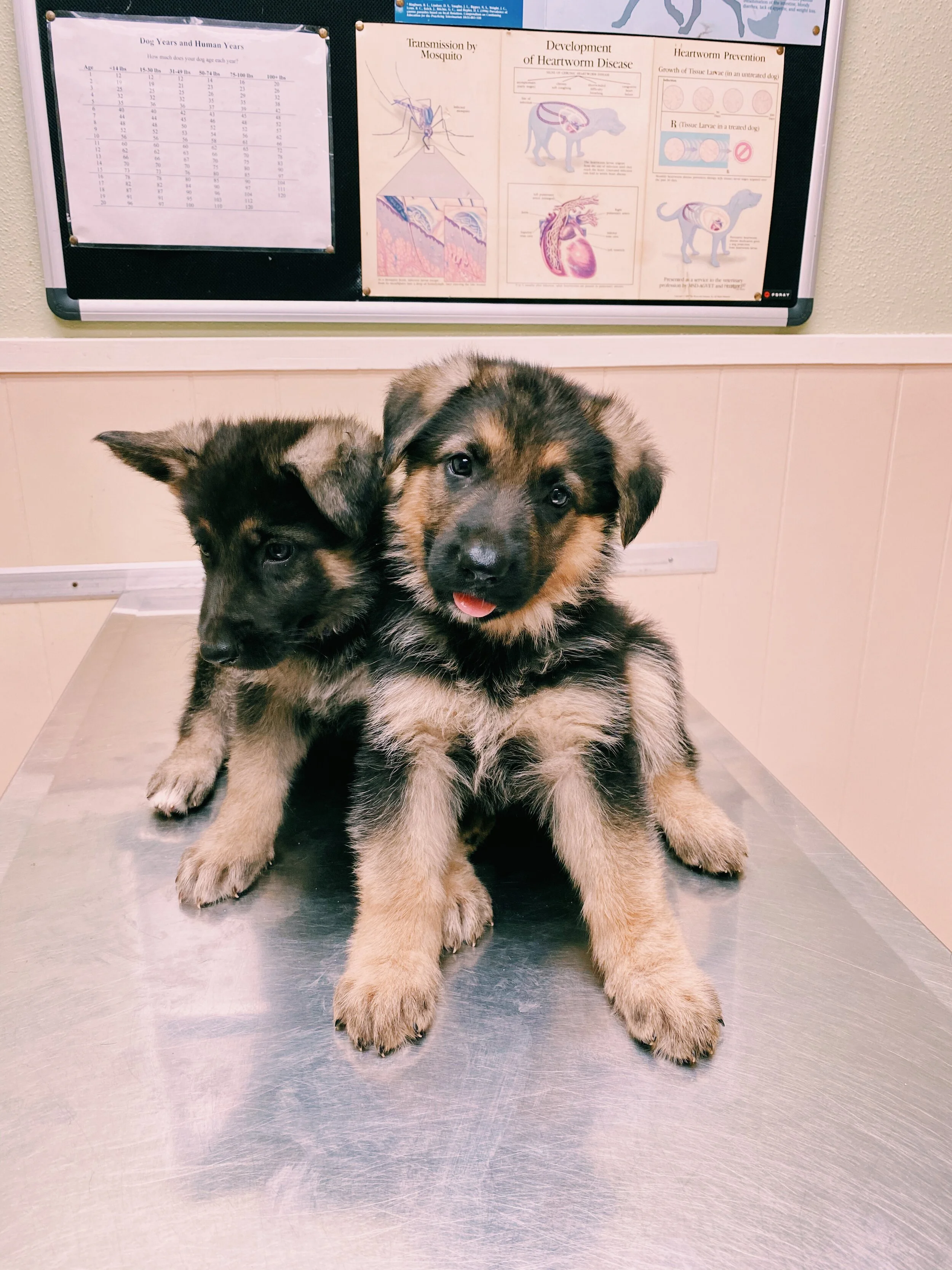 9 Tips for Raising a Happy, Healthy Puppy — Pet Vaccination Clinic
