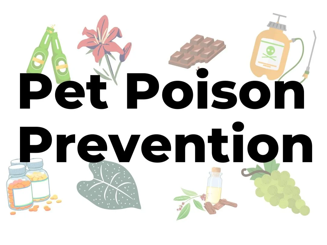 Pet Poison Prevention - What to do if a pet eats something poisonous ...