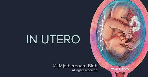 Cervical Effacement: What is it and how to measure (2024) — Motherboard ...