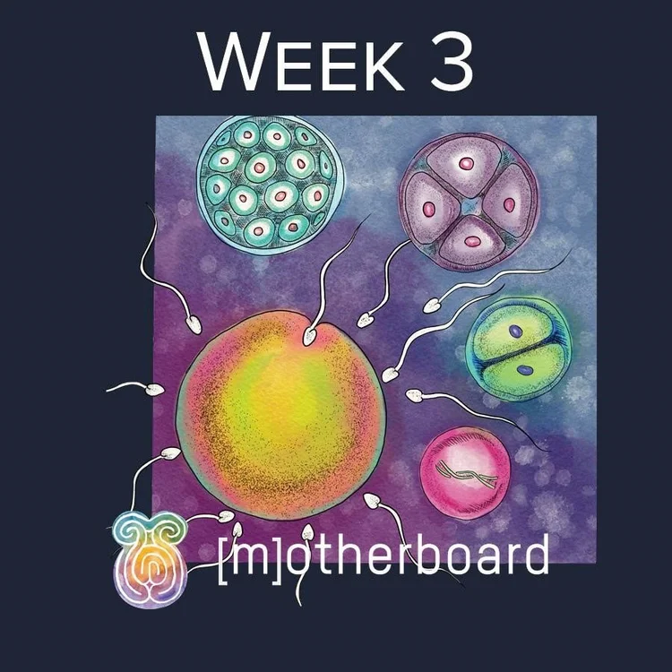 Shettles Method - Trying for a Boy or Girl (2024) — Motherboard Birth