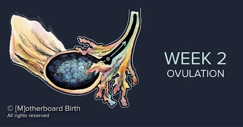 The Ultimate Guide: Signs & Symptoms of Ovulation — Motherboard Birth