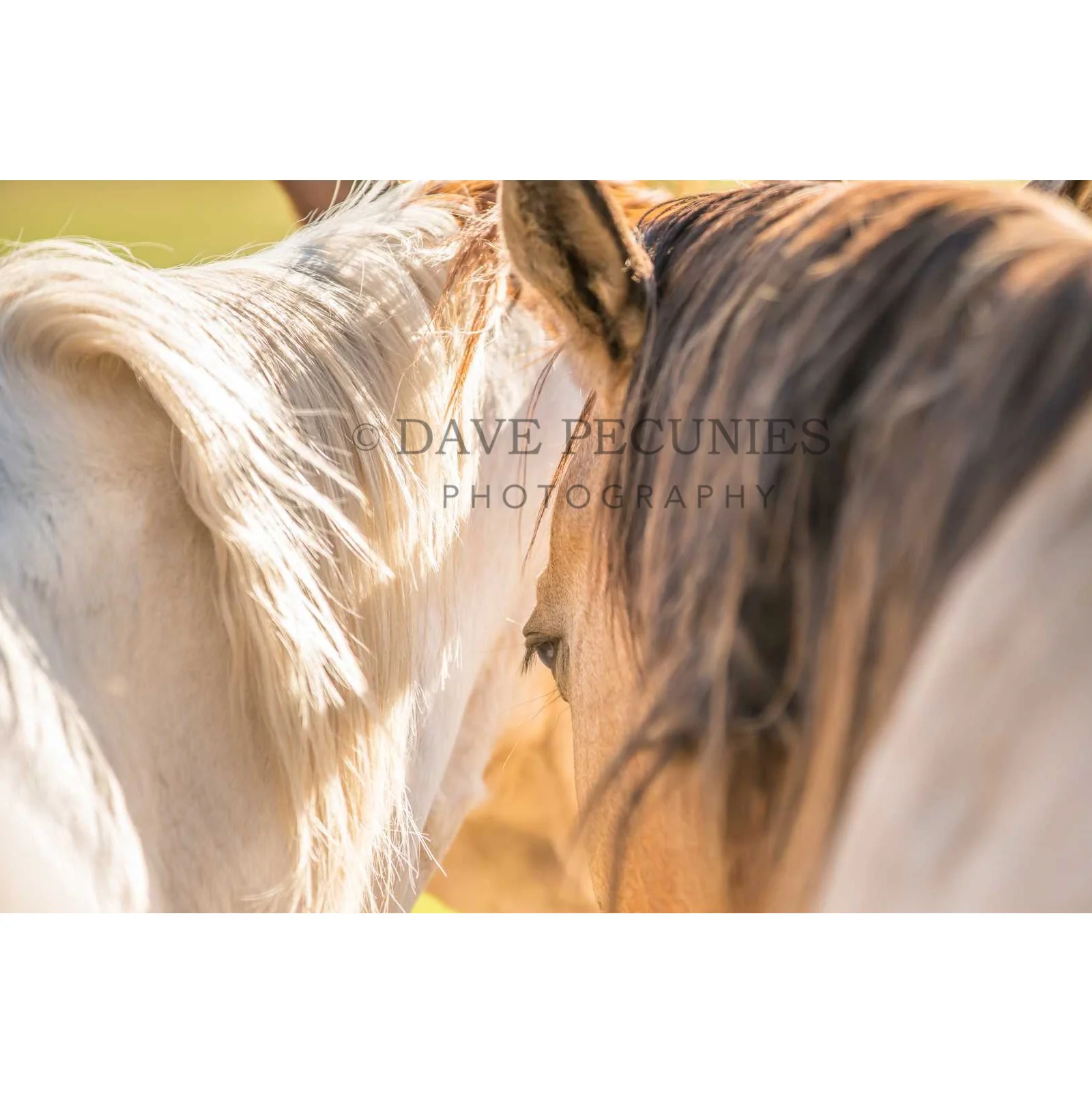 Horse Nuzzles — Dave Pecunies Photography