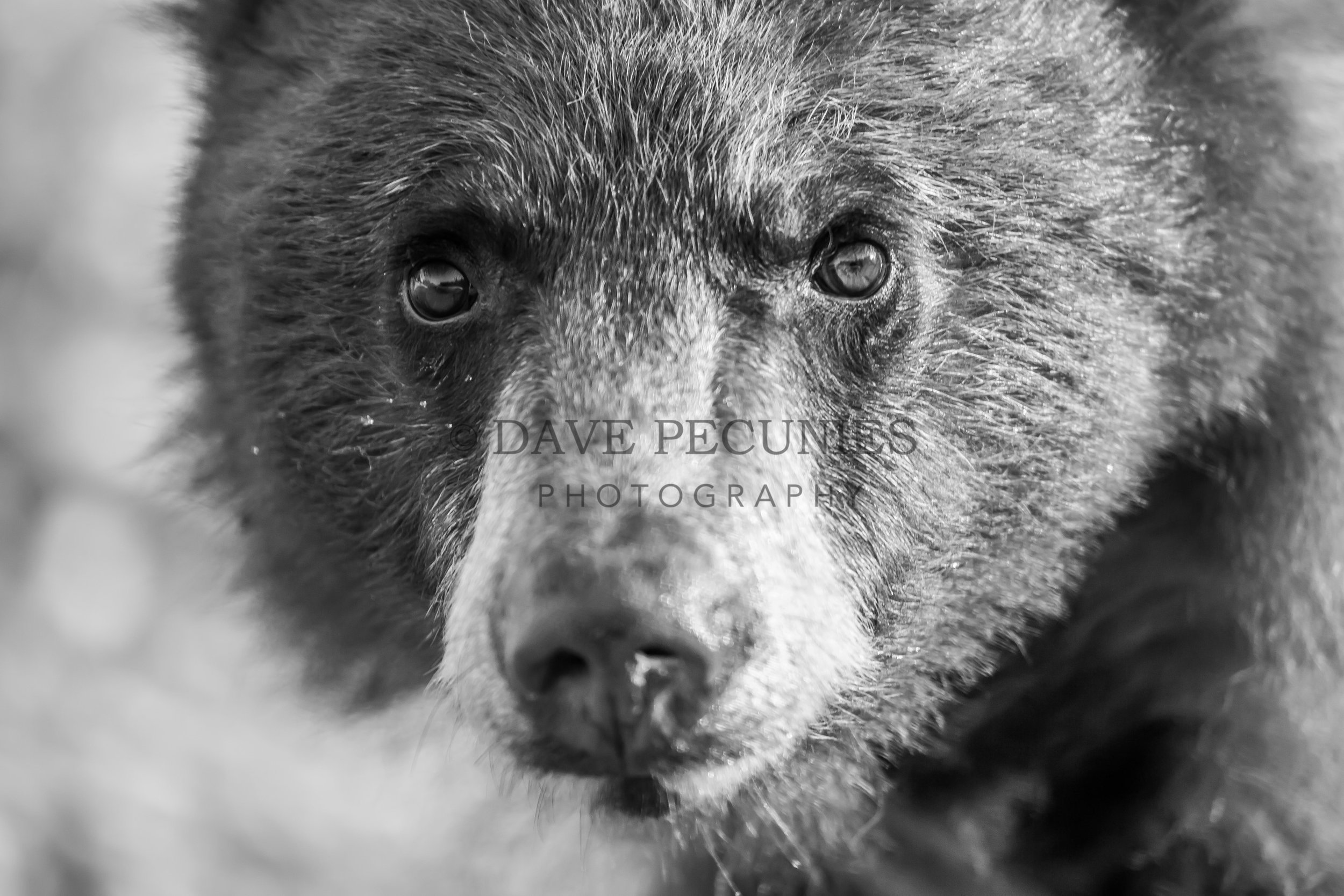 Bear Black And White Photography