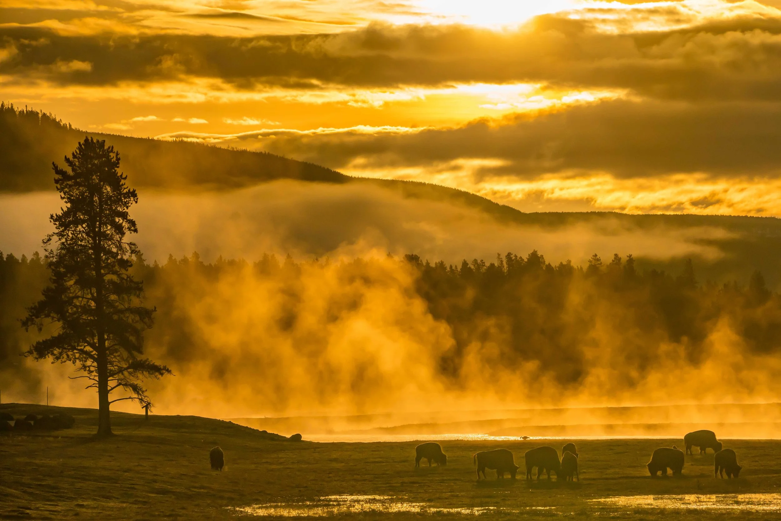 Wildlife/Horses — Dave Pecunies Photography