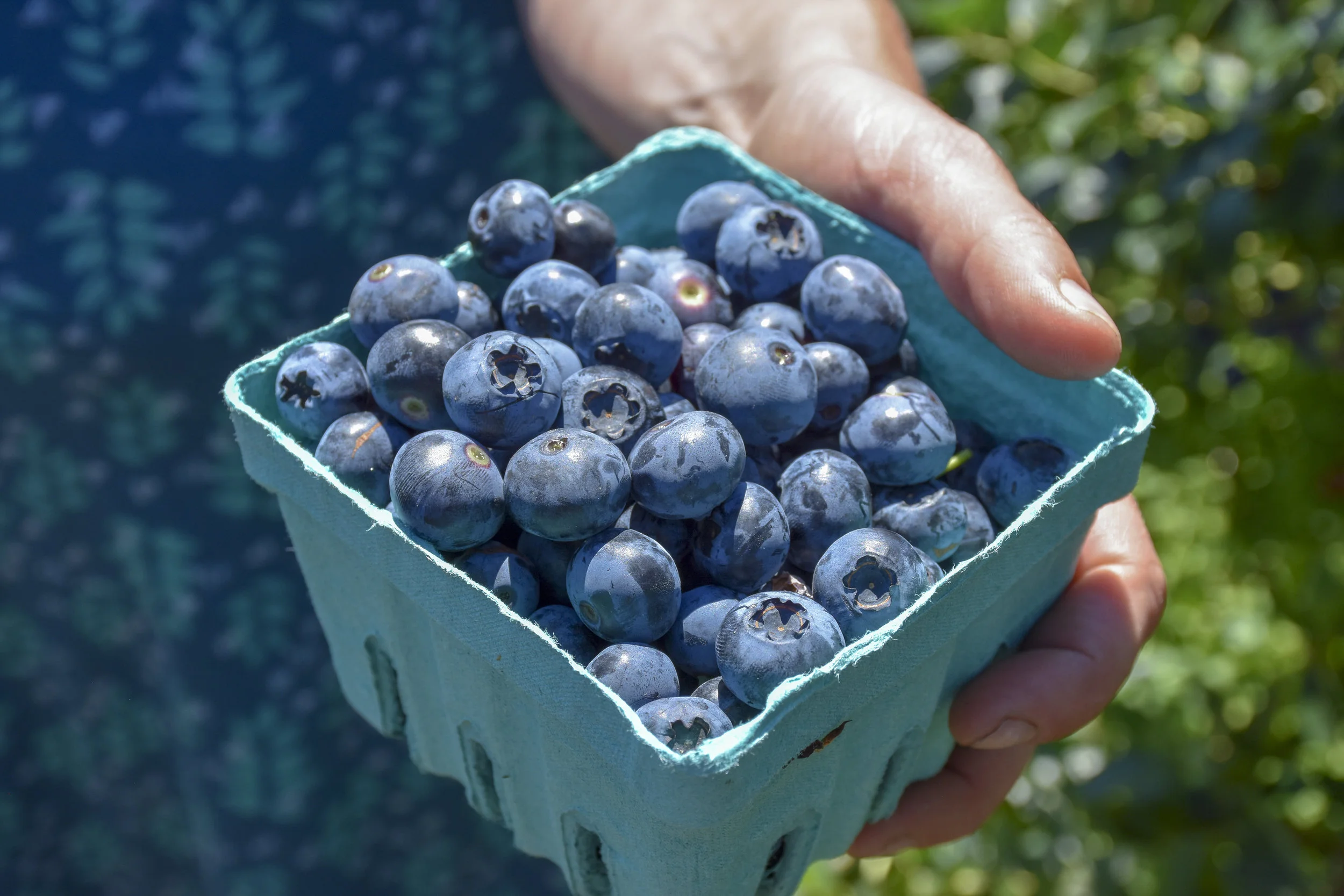 Meet Your Finnriver Blueberry Farmers! — The Food Co-op