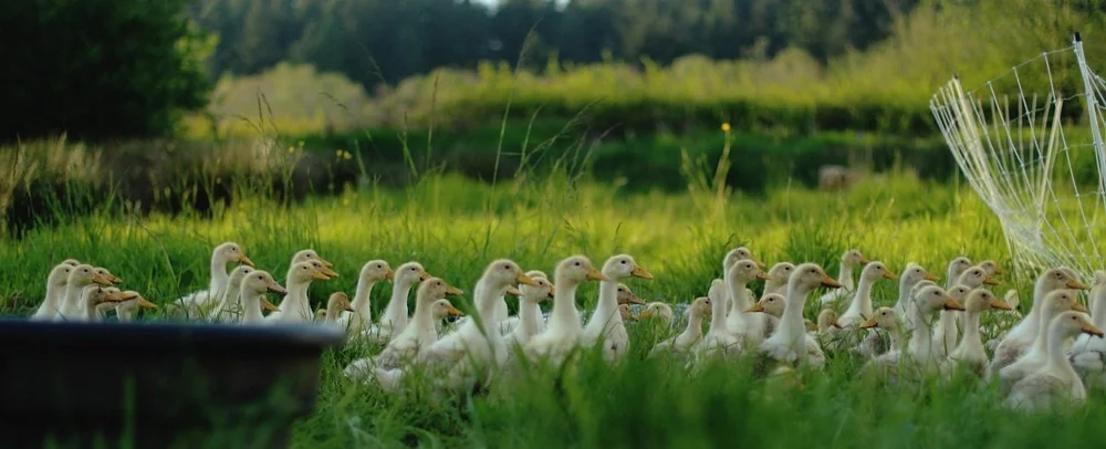 The Co-op Farmer Fund - Spring Rain Farm — The Food Co-op