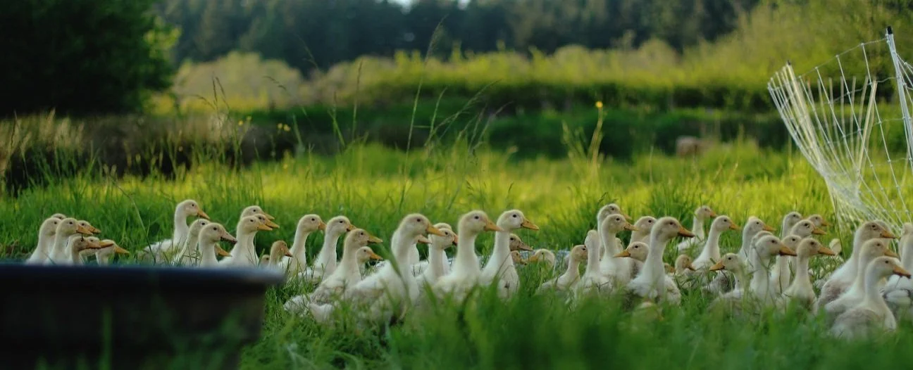 The Co-op Farmer Fund - Spring Rain Farm — The Food Co-op