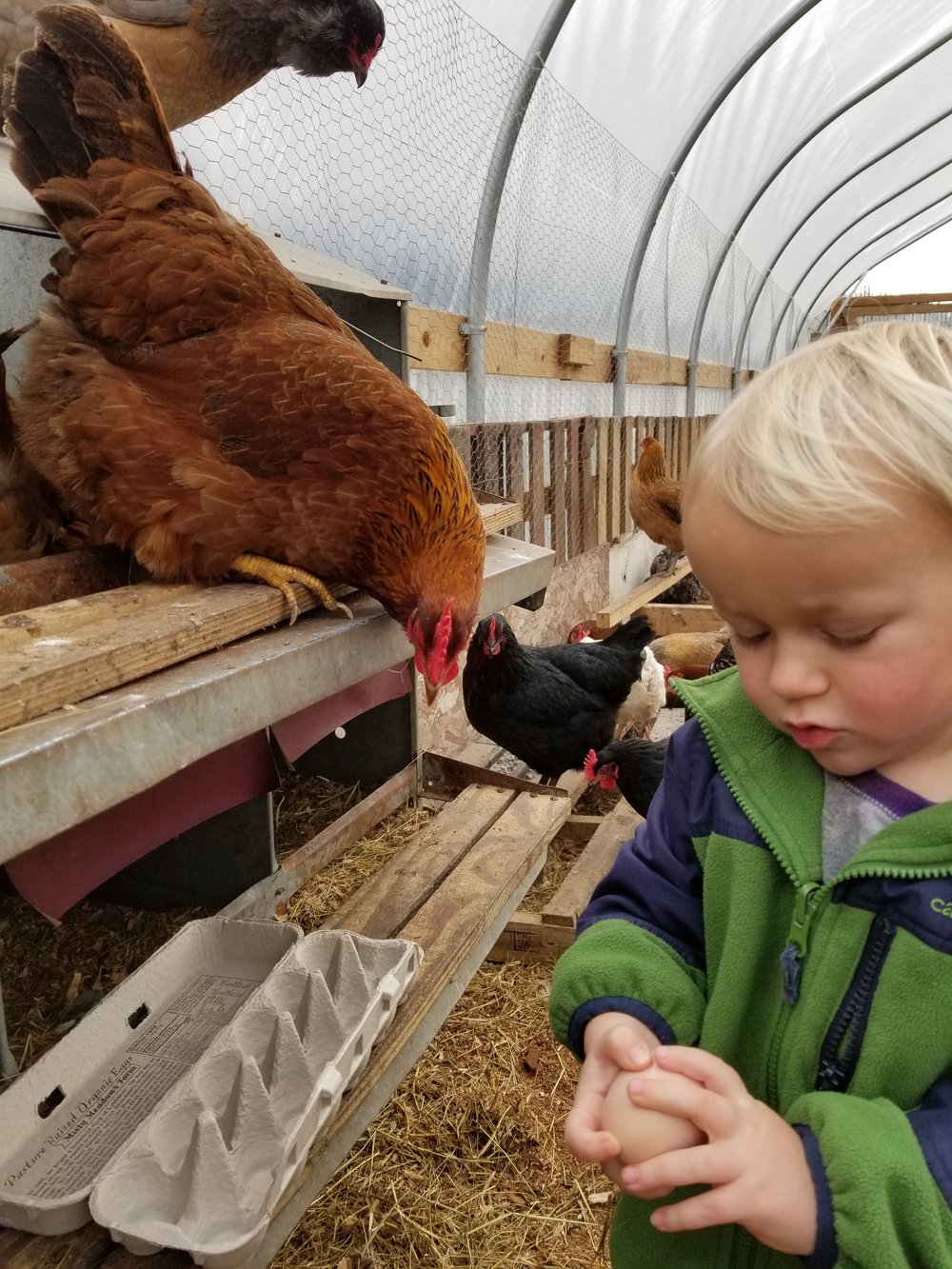 The Co-op Farmers Fund: One Straw Ranch — The Food Co-op