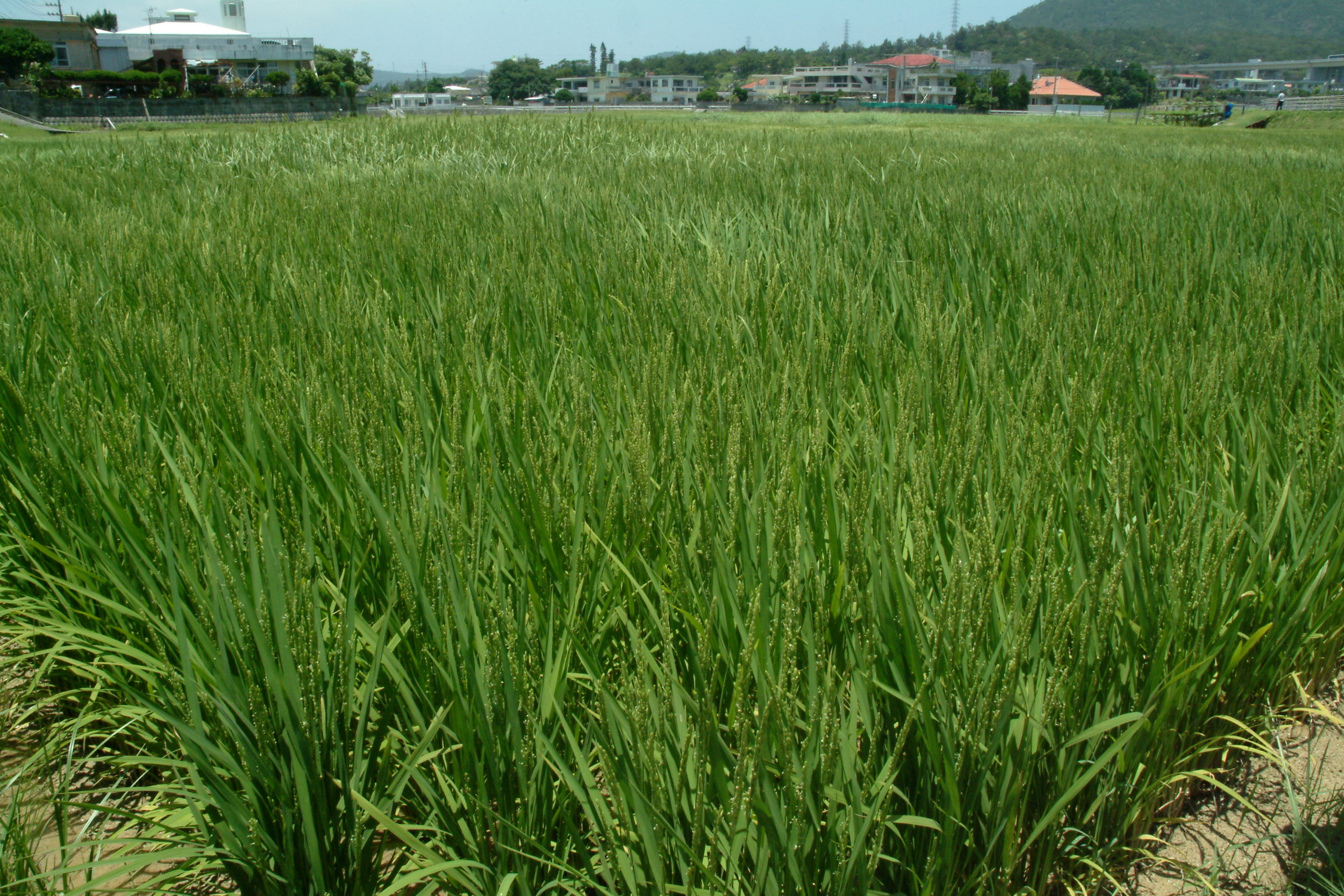 Awamori — Zentoku Foundation