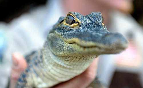 Adored Alligator: Emotional Support Animal or Eccentric Pet? — Barnett ...