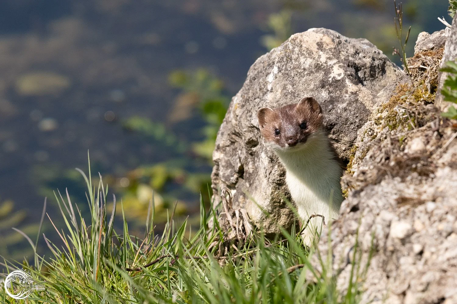Surprise: une hermine! — Séverine Gonzalez