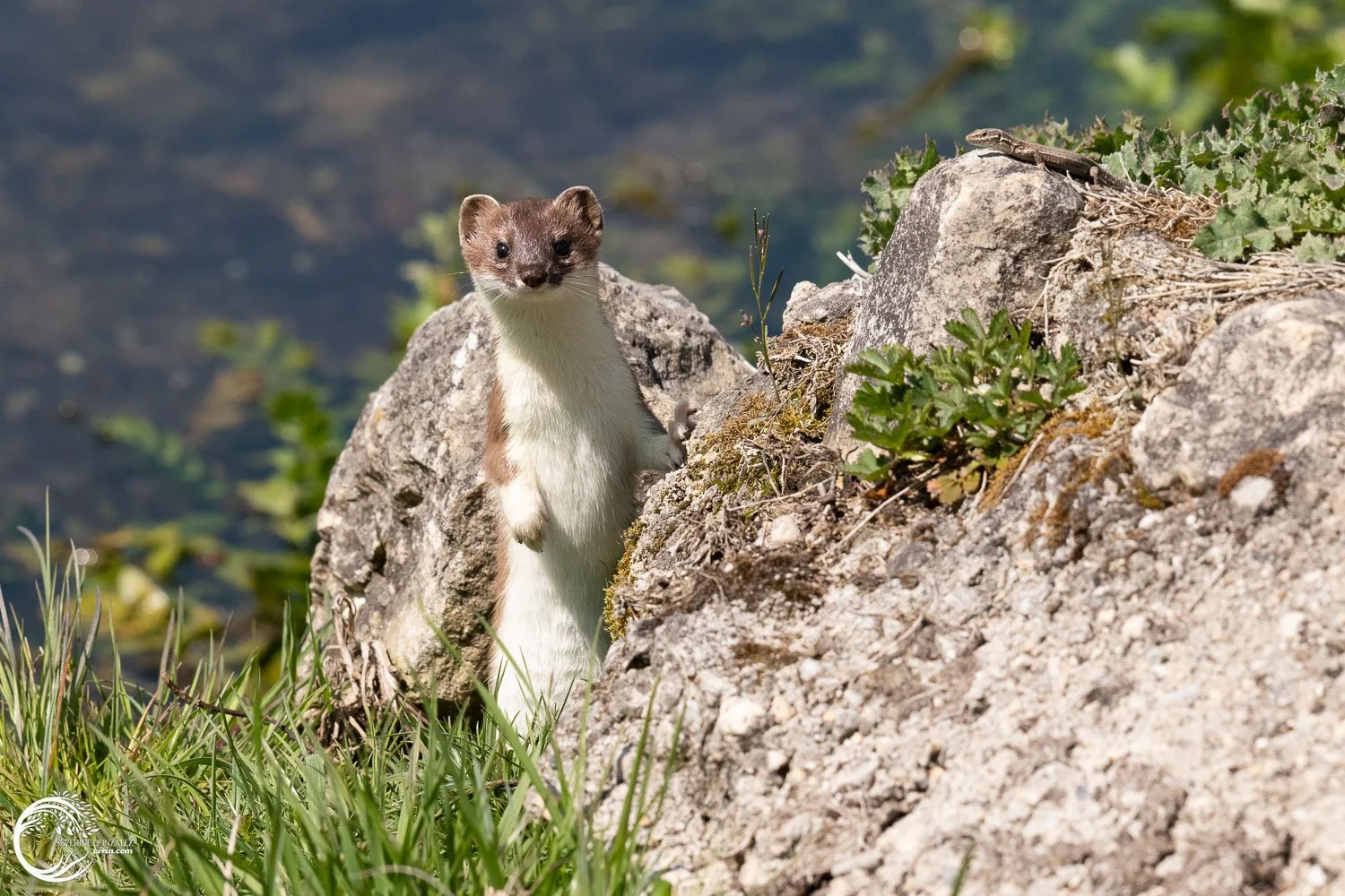 Surprise: une hermine! — Séverine Gonzalez